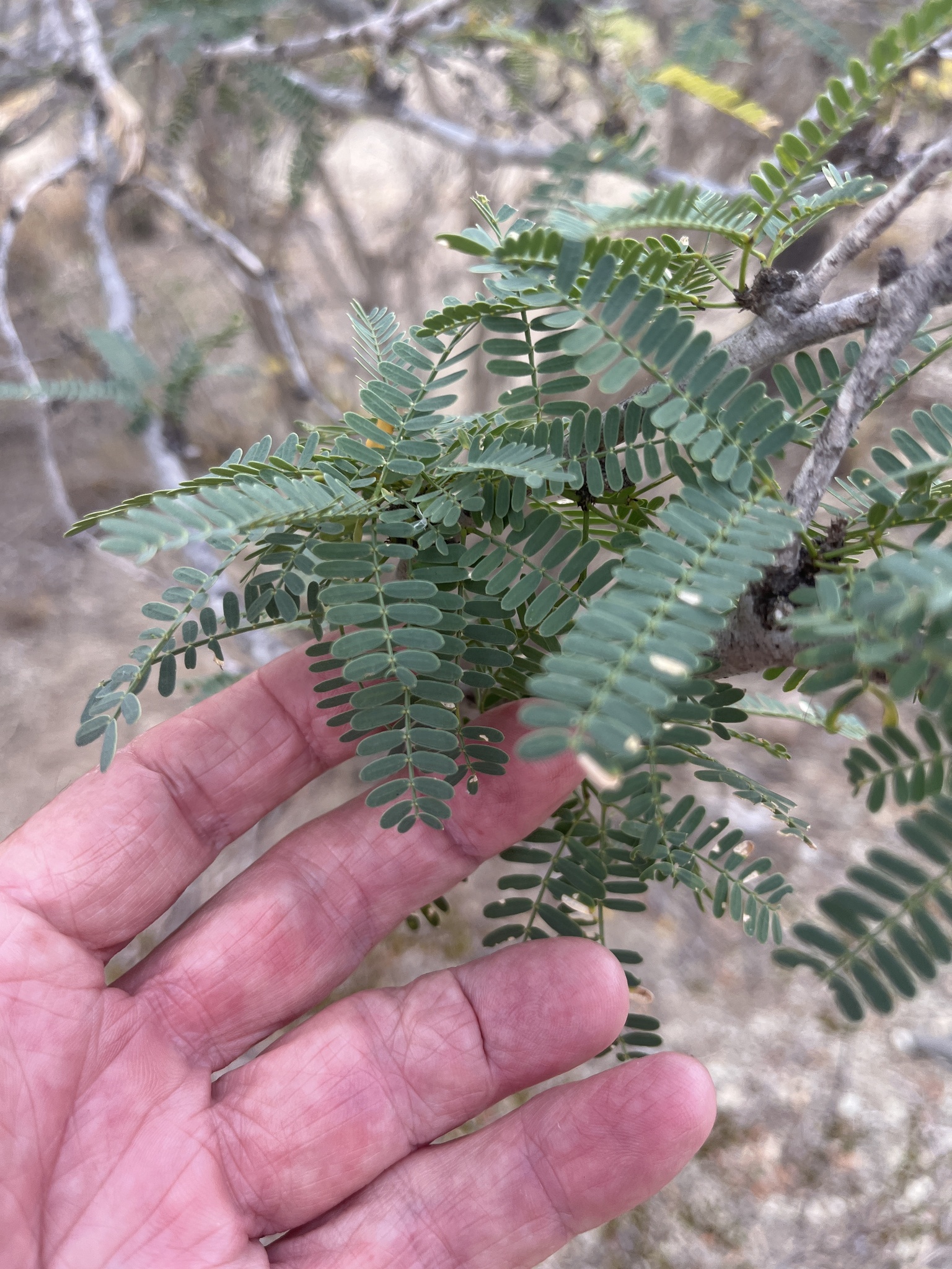 Prosopis articulata S.Watson