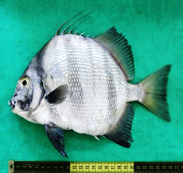(Tripterodon) - Marine Life Identification