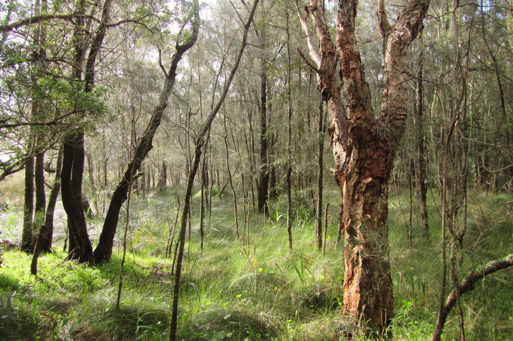 Swamp sheoak from Lake Macquarie, NSW, Australia on October 22, 2016 at ...