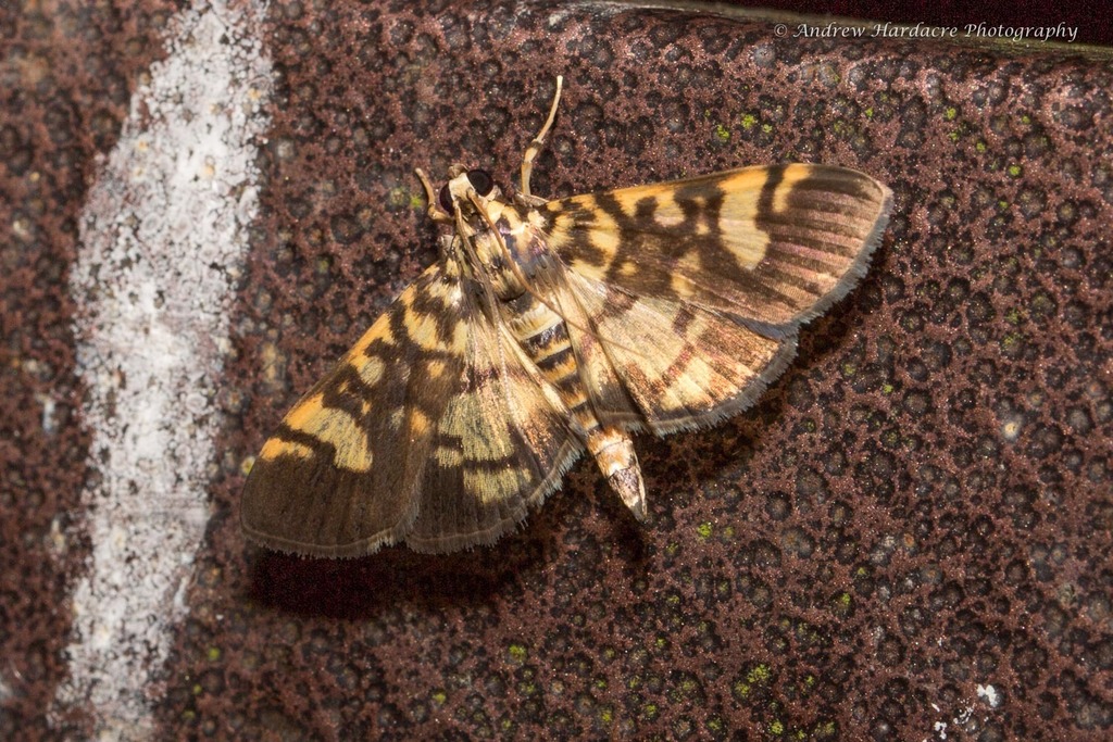 Pardomima from Bukit Fraser, 49000 Bukit Fraser, Pahang, Malaysia on ...