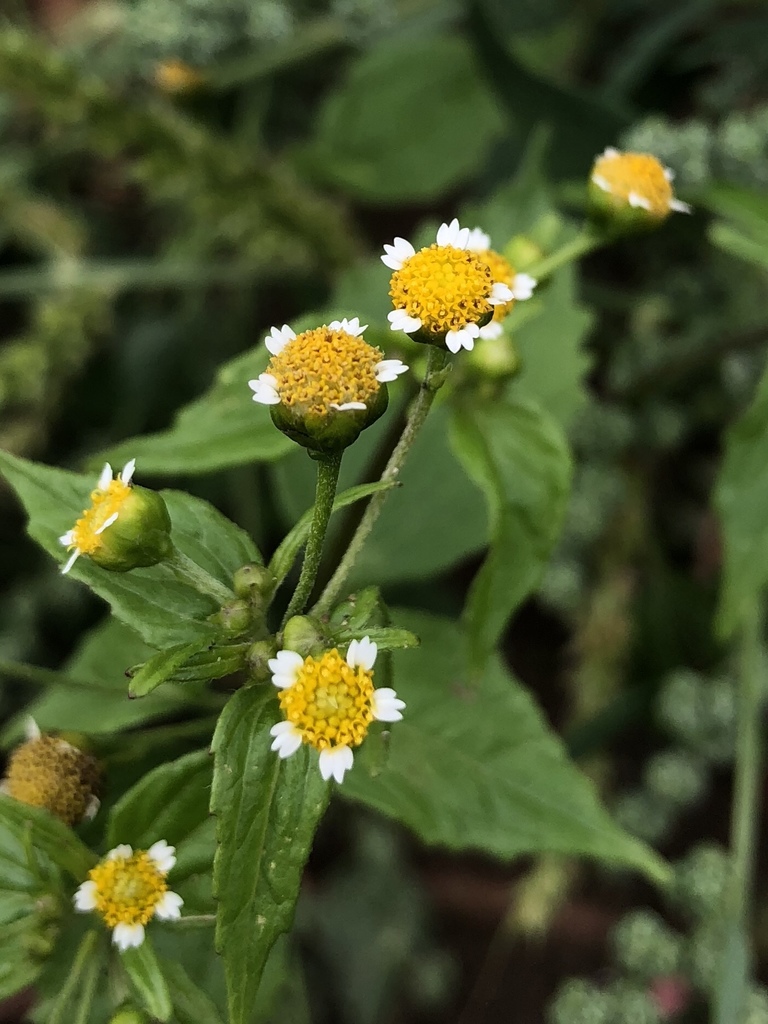 Gallant Soldier from Cluj, , Cluj, RO on September 05, 2018 at 01:06 PM ...