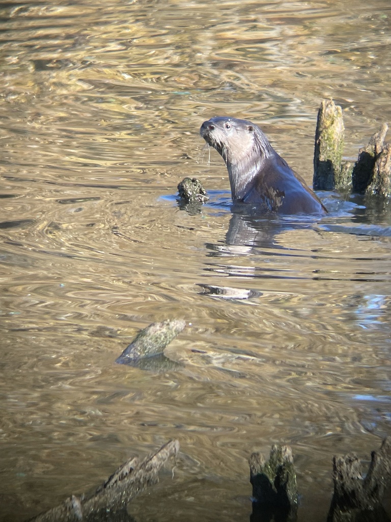Urban Wildlife at UW