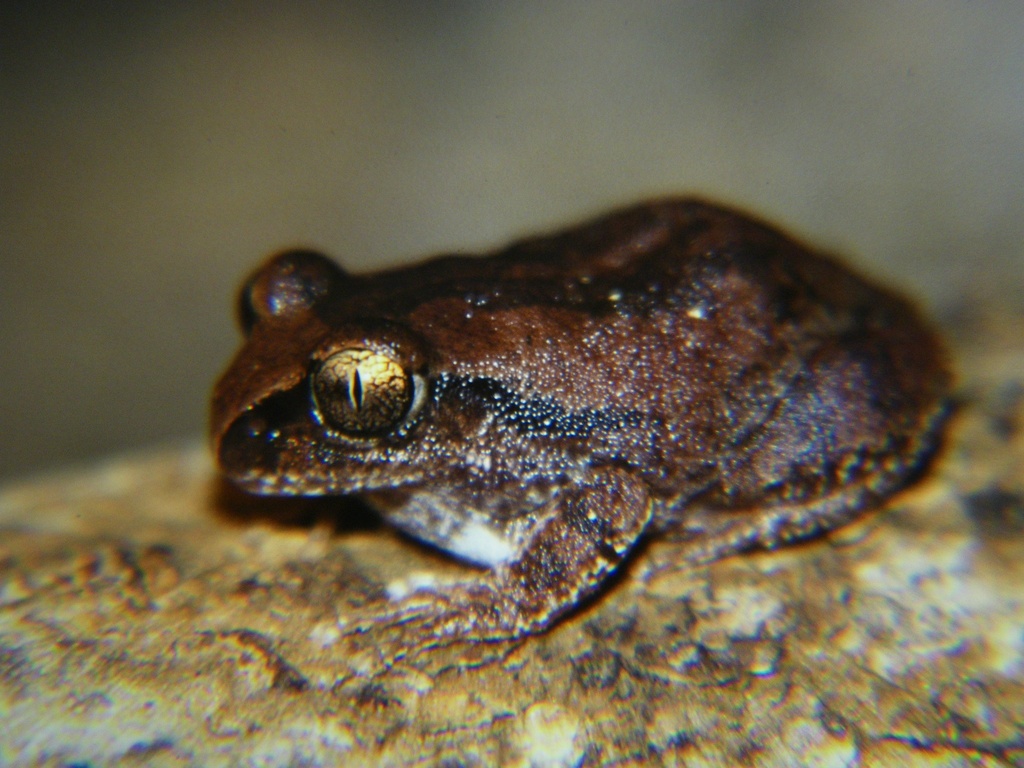 Rusty Forest Tree Frog (HX - Fauna of the Bissagos) · iNaturalist