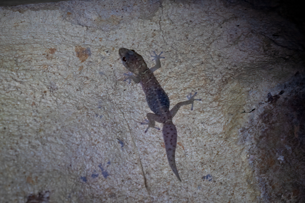 Transvaal Thick-toed Gecko from Kgaswane Mountain Reserve, Rustenburg ...