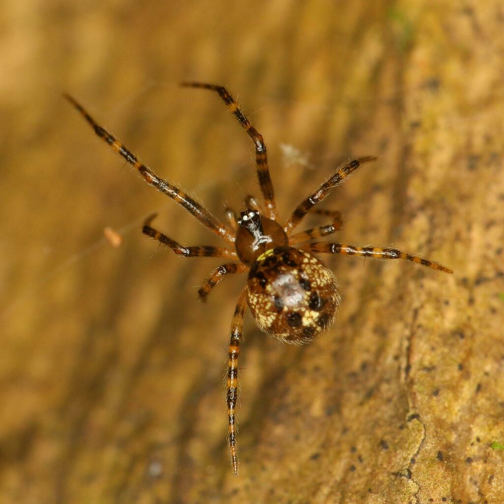 Typical Cobweb Spiders from Fenton Place, Chase Valley Heights ...