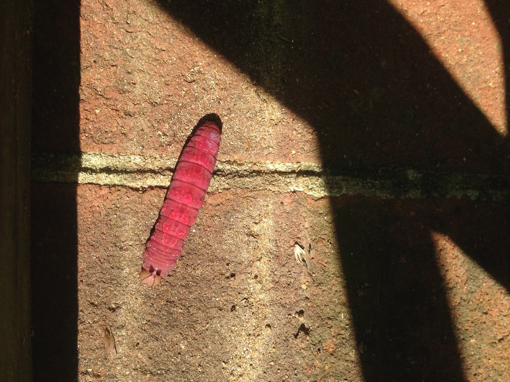 White-blotched Heterocampa (Common Caterpillars of Jennings ...