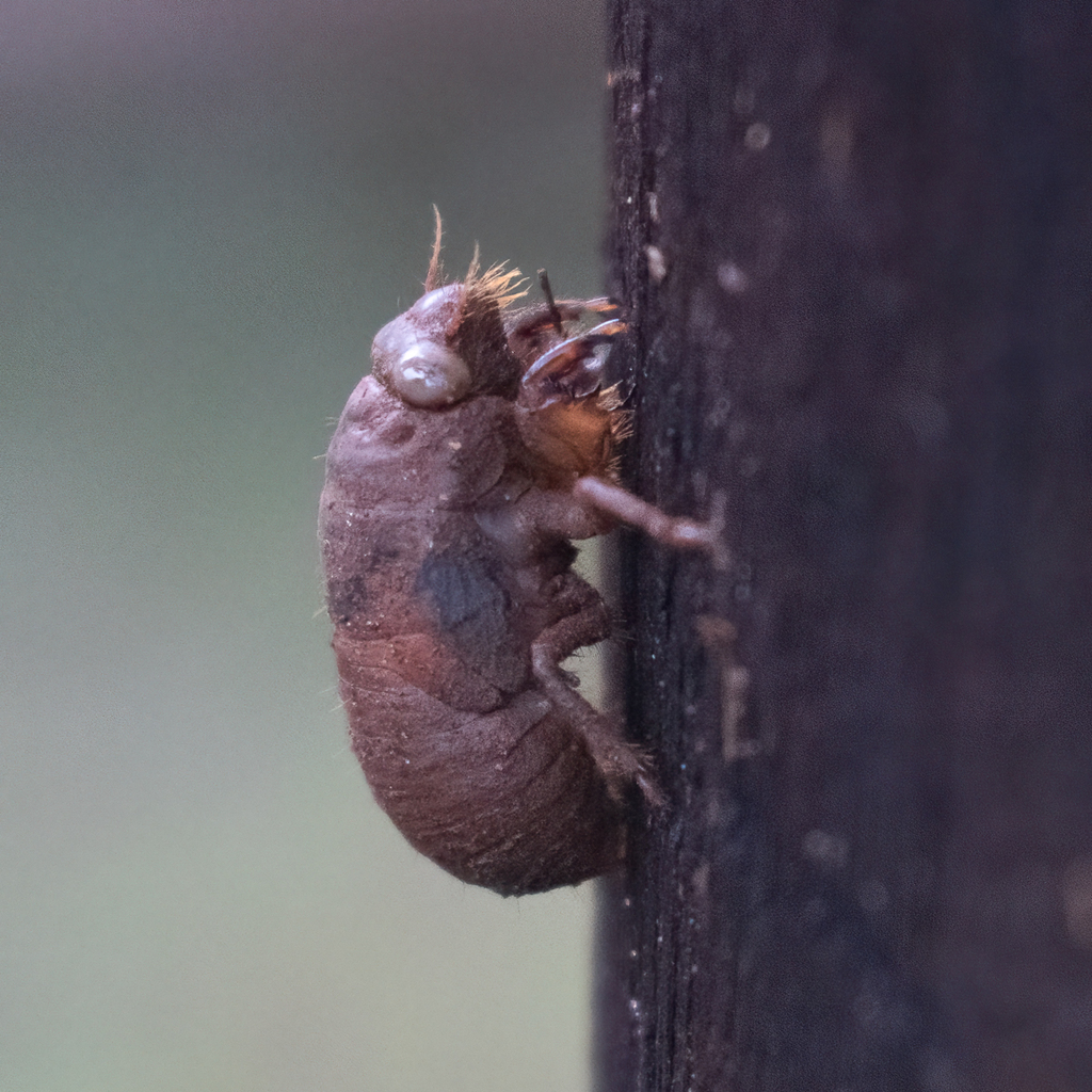 Cicadinae from Kgaswane Mountain Reserve, Rustenburg, NW, South Africa ...