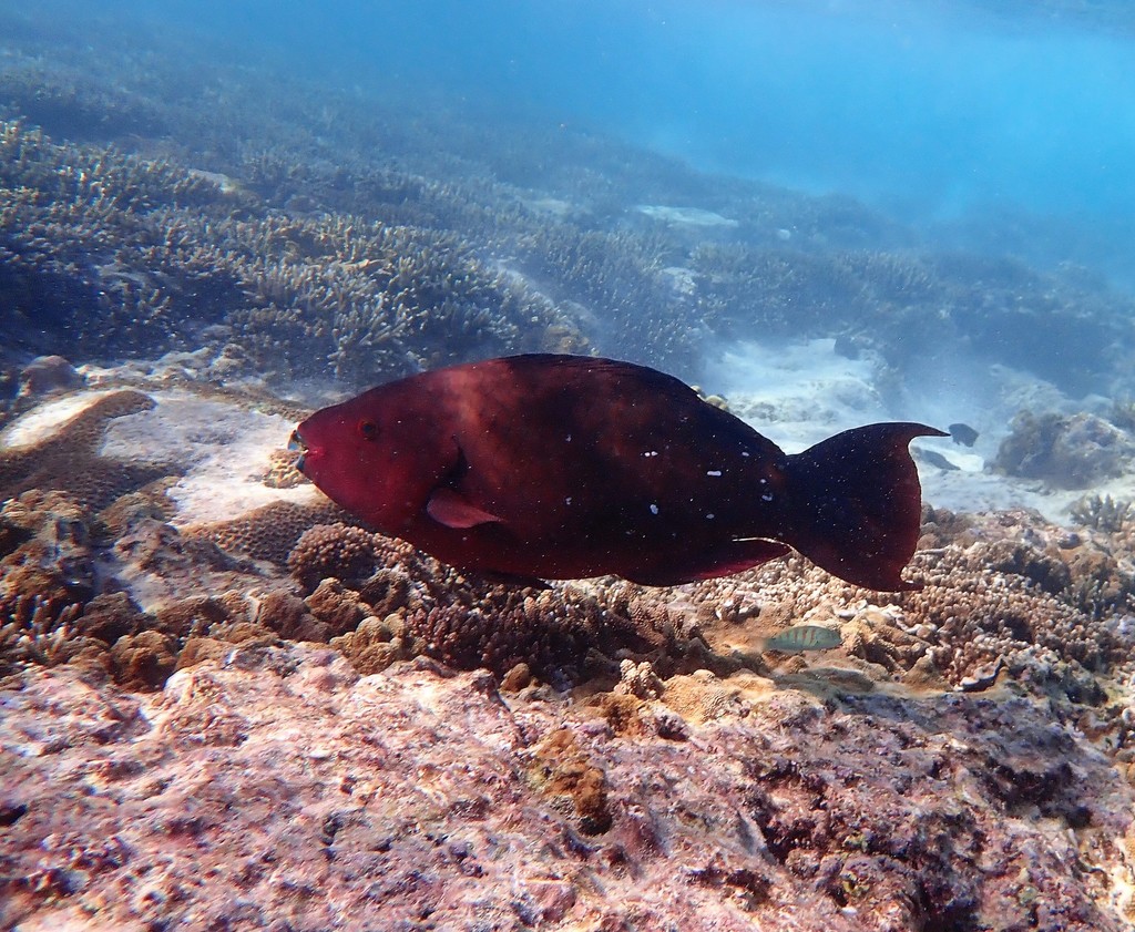 Mini-fin Parrotfish from Gladstone, QLD, Australia on July 17, 2018 at ...
