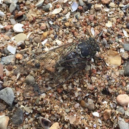 Robust Cicada from Huludao, Liaoning, CN on July 16, 2015 at 01:00 AM ...