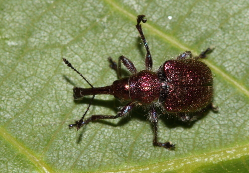 Rhynchites smyrnensis · iNaturalist