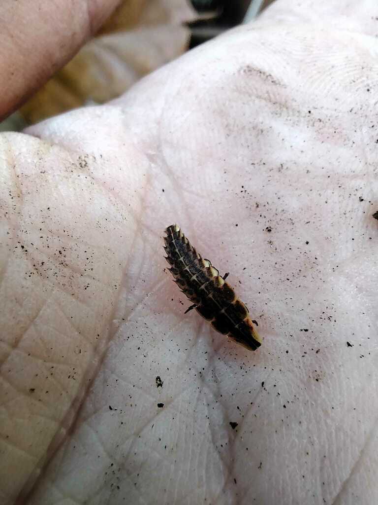 Pyractomena from Putnam County, TN, USA on November 17, 2021 at 01:55 ...