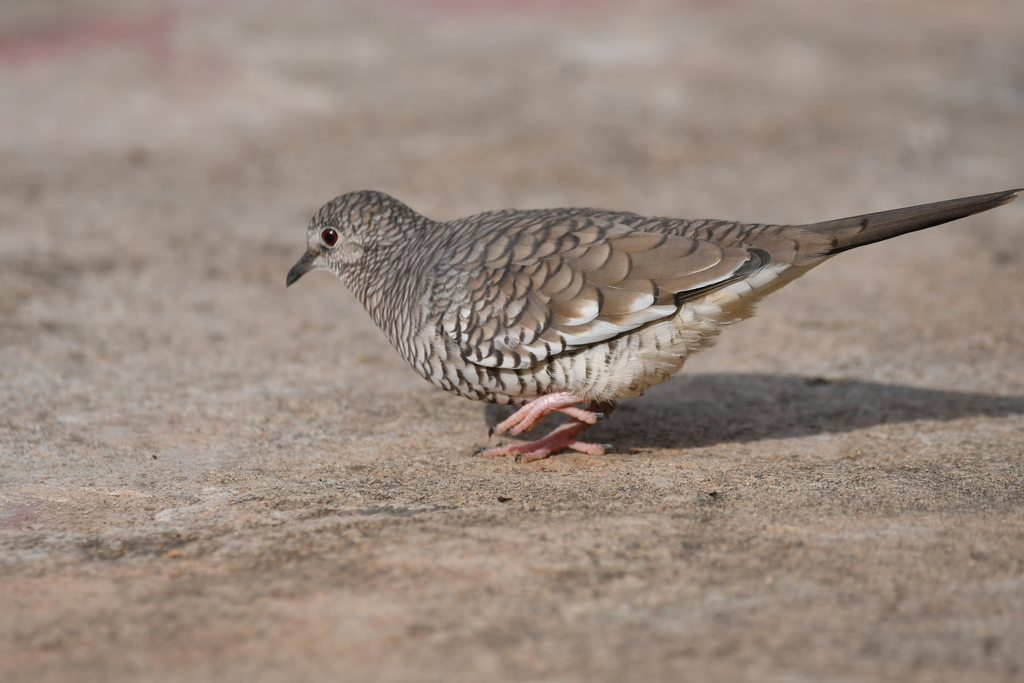 Scaled Dove from Nova Serrana - MG, 35519-000, Brasil on October 23 ...