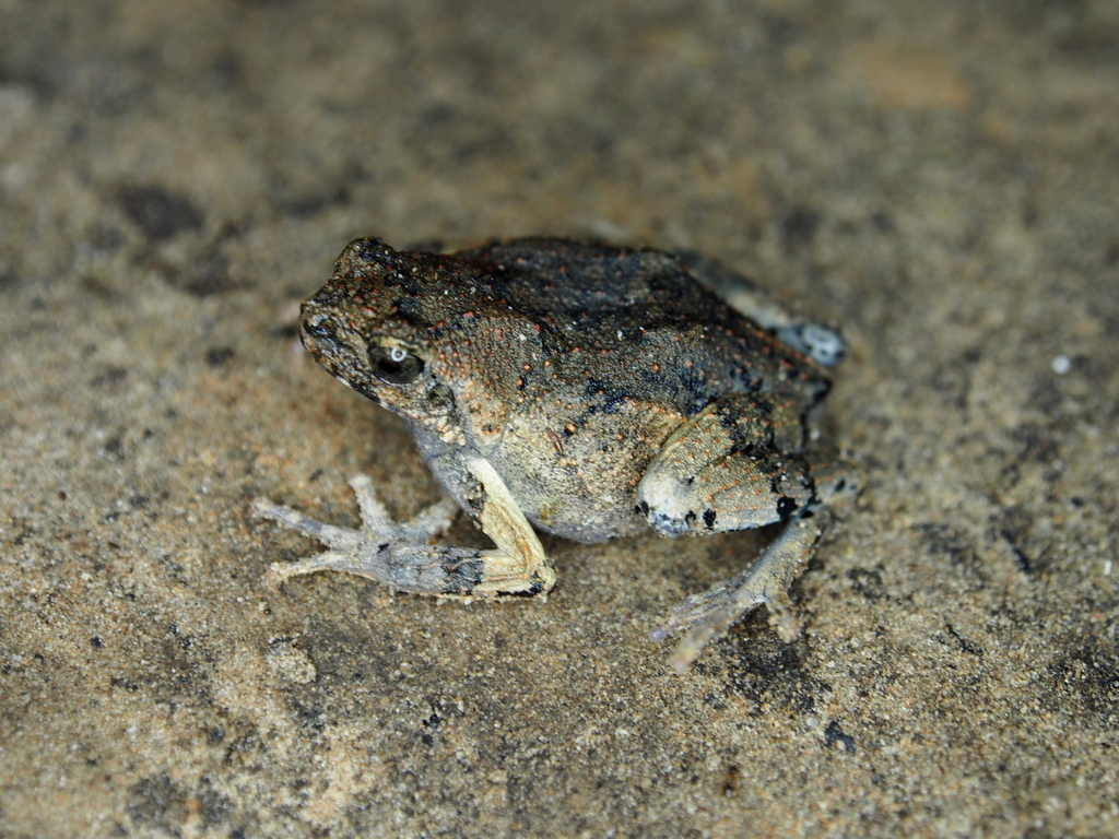 Freiberg's Foam-Frog from Iturralde, Bolivia on July 5, 2017 at 02:54 ...