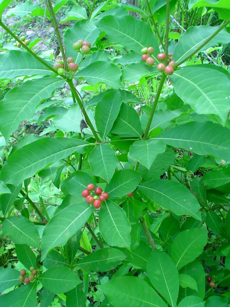 Be Still Tree from Coyuquilla Nte, Gro., México on November 25, 2009 at ...