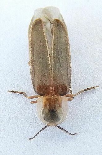 Fragile glow-worm (Microphotus fragilis) · iNaturalist