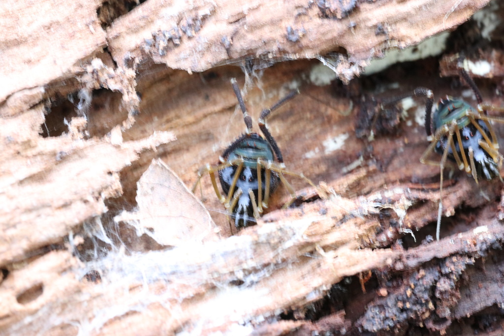 Sadocus asperatus from Vilcún, Vilcún, La Araucanía, CL on November 15 ...