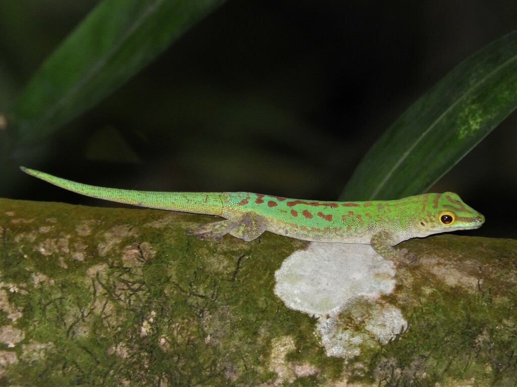 Mahé day gecko from Victoria Botanical Gardens, Seychelles on October ...