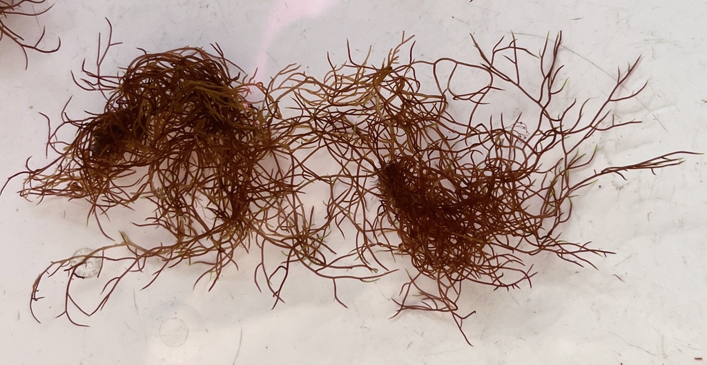 Ceramium nitens from North Atlantic Ocean on November 15, 2022 at 08:16 ...