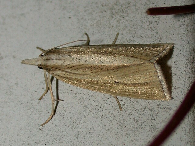 Epina alleni from Ward Pound Ridge, Westchester County, NY, USA on July ...