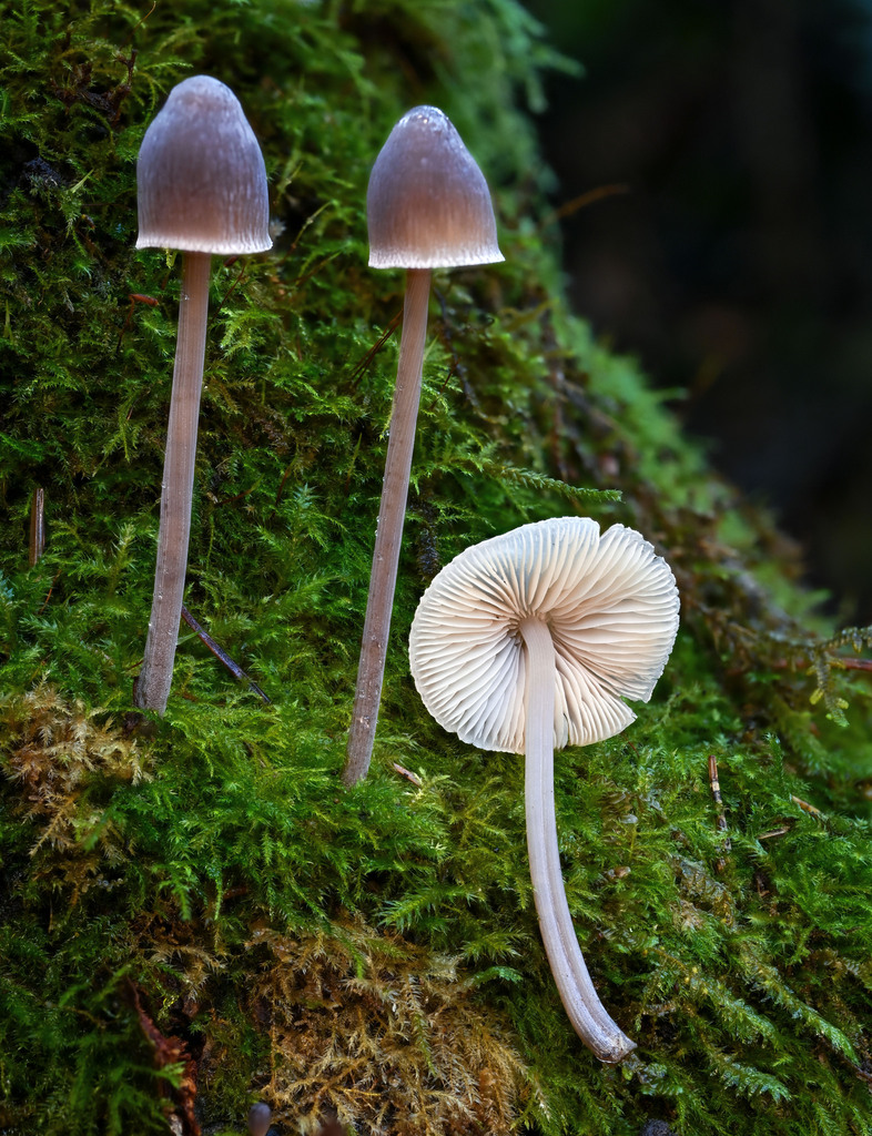 Bonnets from Crescent City, CA 95531, USA on November 12, 2022 at 10:46 ...