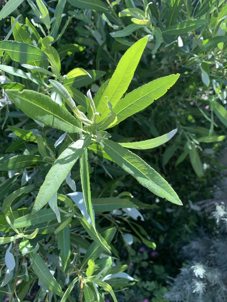 Arroyo Willow from Mountain City, Tuscarora, NV, US on July 7, 2022 at ...