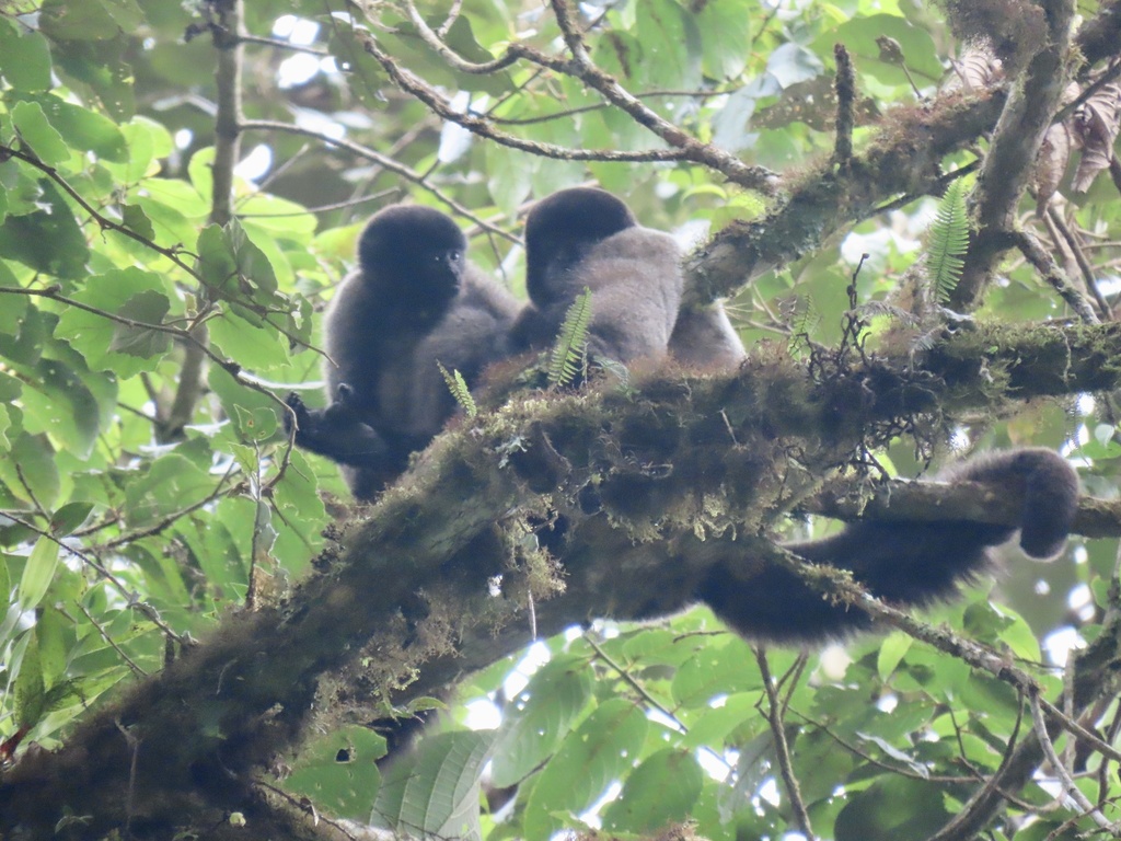 Common Woolly Monkey in October 2022 by jmvaldenebro · iNaturalist