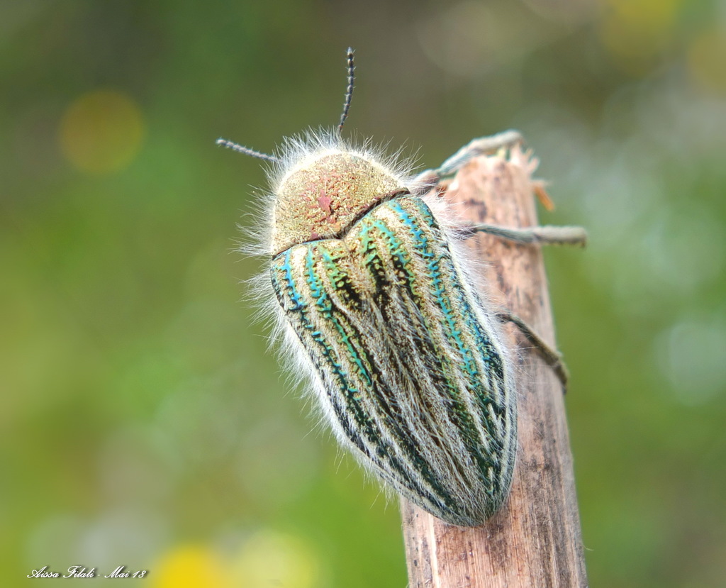 Julodis pilosa from Constantine, Algérie on May 11, 2018 at 02:13 PM by ...