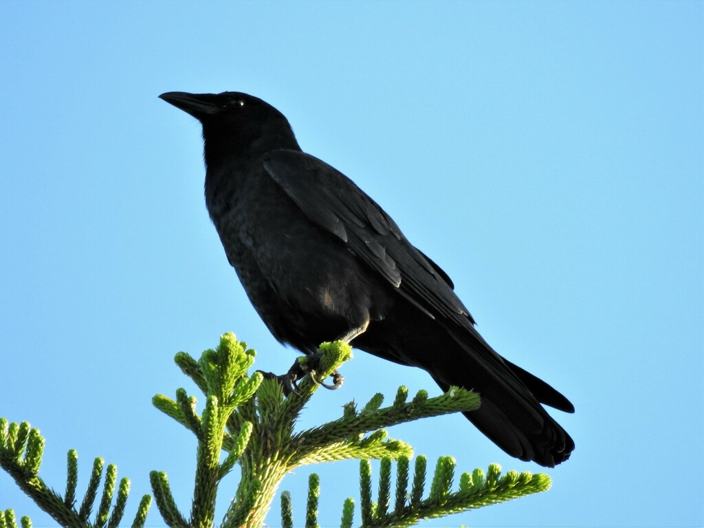 Fish Crow from (west) Boynton Beach, FL, USA on October 24, 2022 at 08: ...