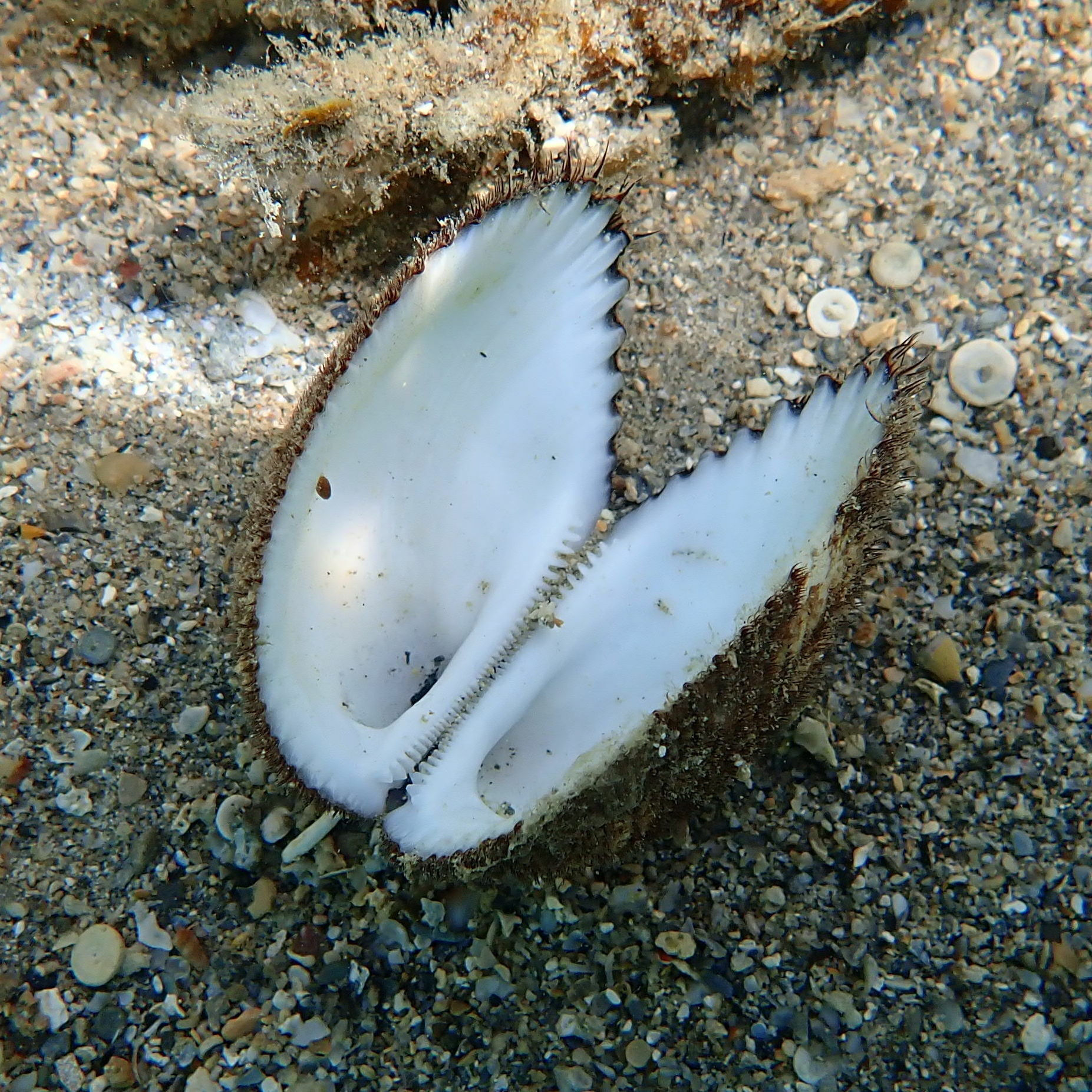 Anadara antiquata (Linnaeus, 1758)