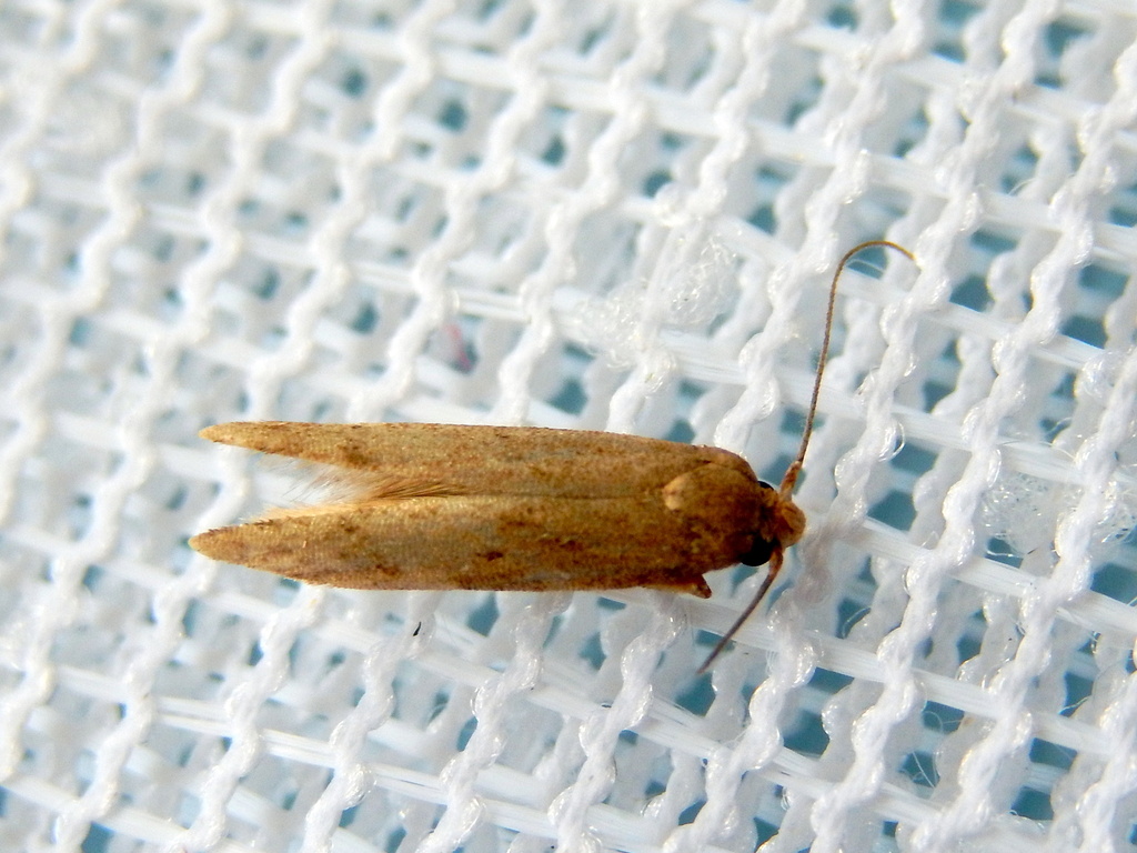 Blastobasis tarda from Sydney NSW, Australia on November 15, 2022 at 08 ...
