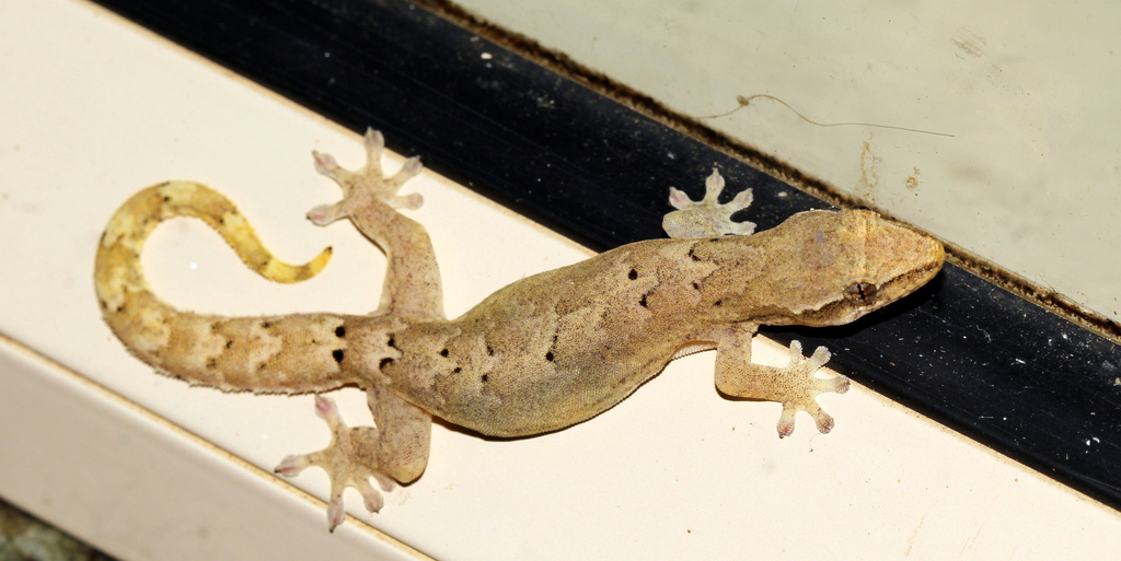 Mourning Gecko from Cairns QLD, Australia on October 5, 2022 at 10:55 ...