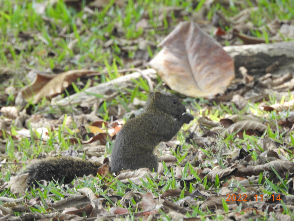 Taiwan Squirrel from 台灣高雄市鼓山區高雄 on November 14, 2022 at 11:27 AM by ...
