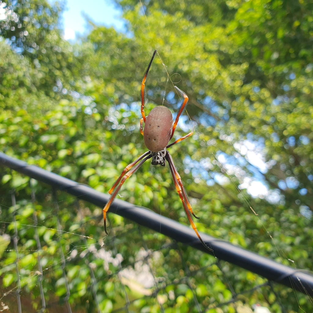 Tiger Spider from Chapel Hill QLD 4069, Australia on November 16, 2022 ...
