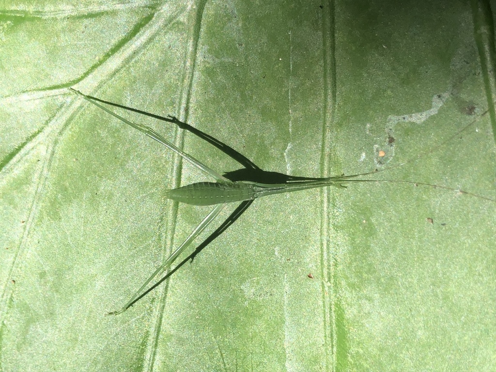 Elimaea yaeyamensis from 南風見仲, 八重山郡竹富町, 沖縄県, JP on March 14, 2022 at 01 ...