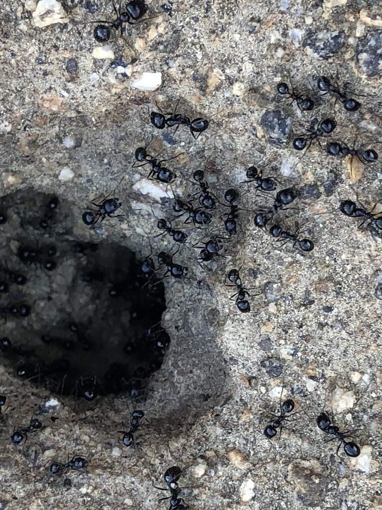 Veromessor pergandei from Santa Rosa and San Jacinto Mountains National ...