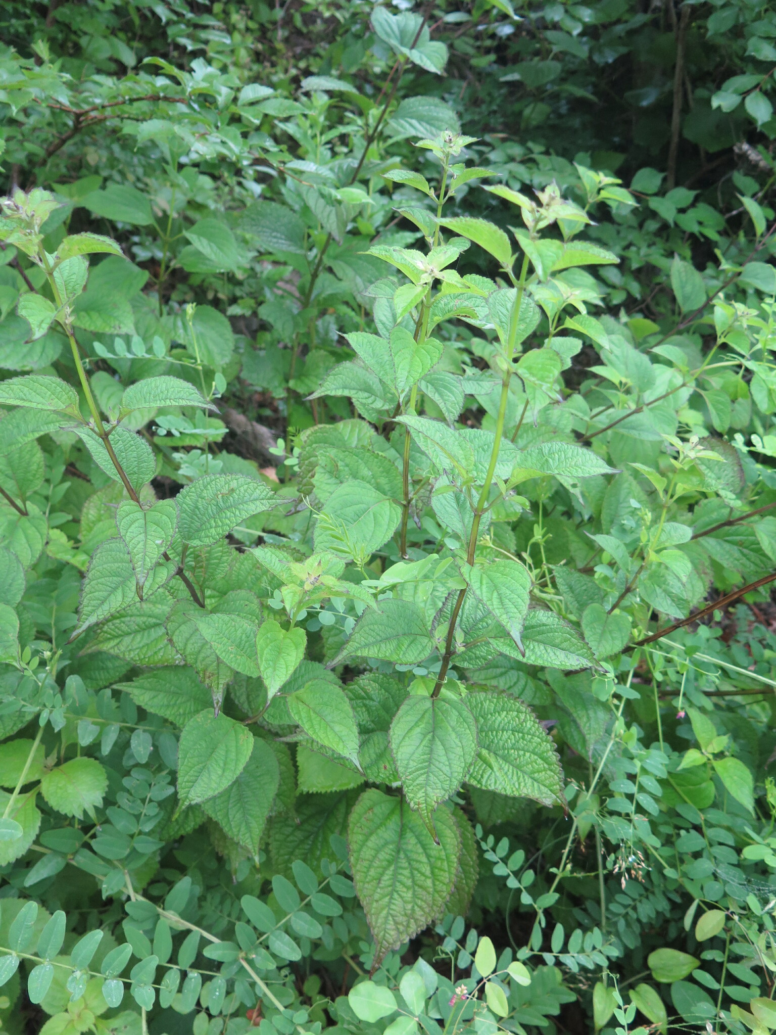 Isodon japonicus (Burm.f.) H.Hara