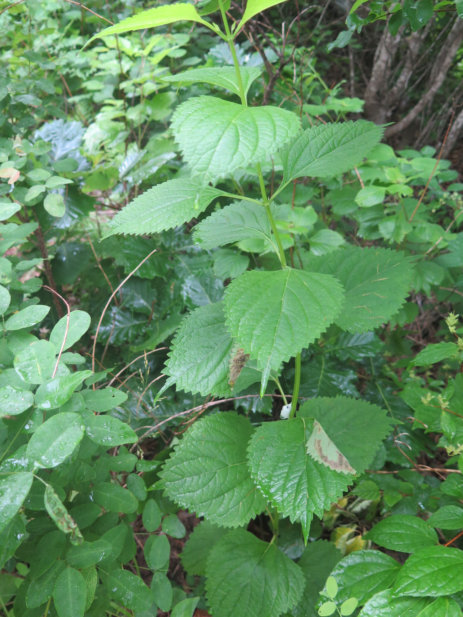 Isodon japonicus (Burm.f.) H.Hara