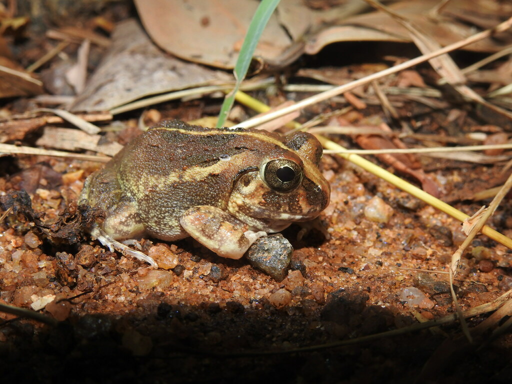 Jerdon's Burrowing Frog in April 2022 by Hopeland · iNaturalist