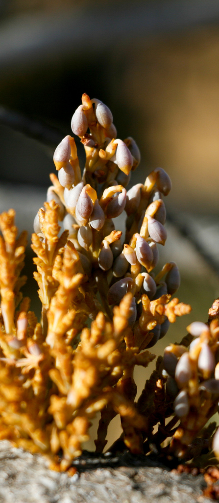 gray pine dwarf-mistletoe from Green Ranch Raod, Mount Diablo State ...