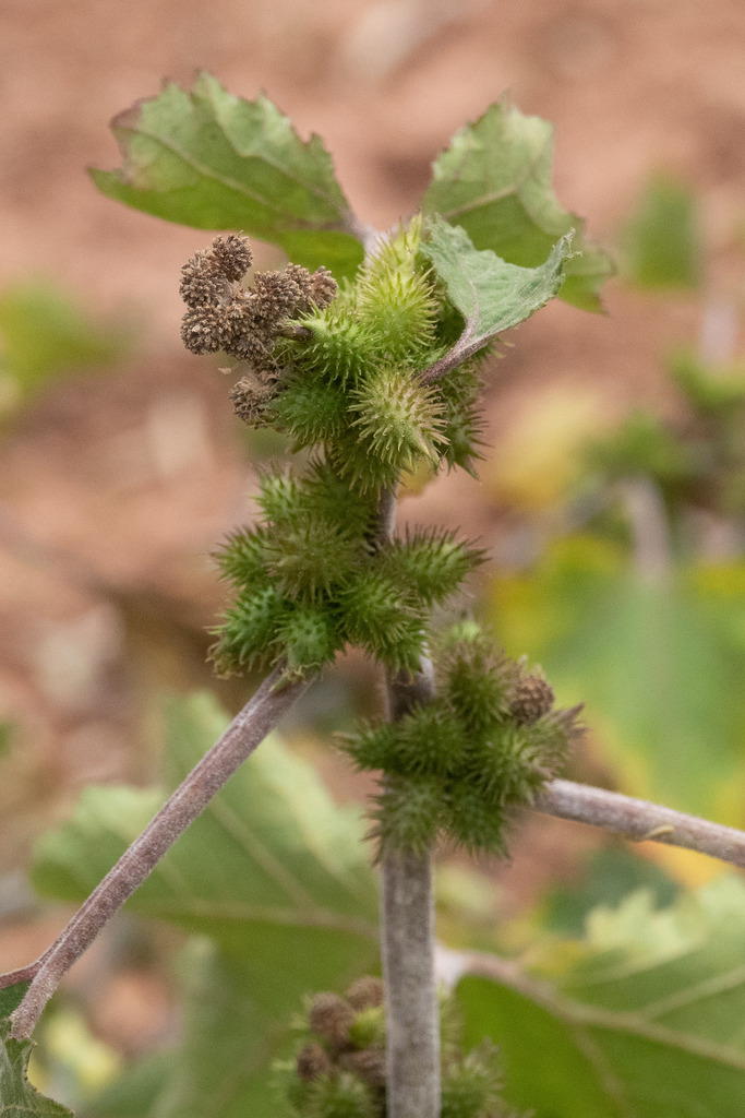rough cocklebur from Innamincka SA 5731, Australia on August 04, 2022 ...