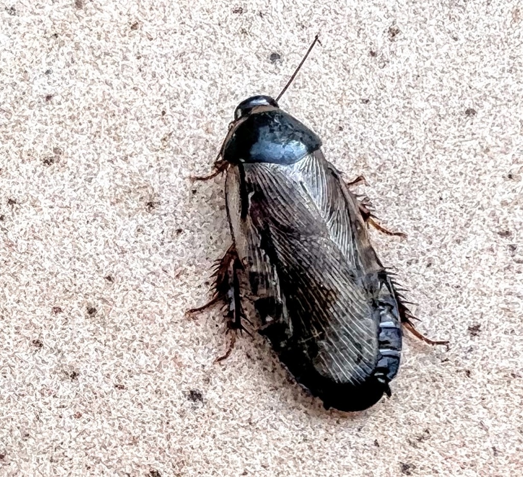 Surinam Cockroach from A' Sultan Taymur Street, Dafár, OM on November ...
