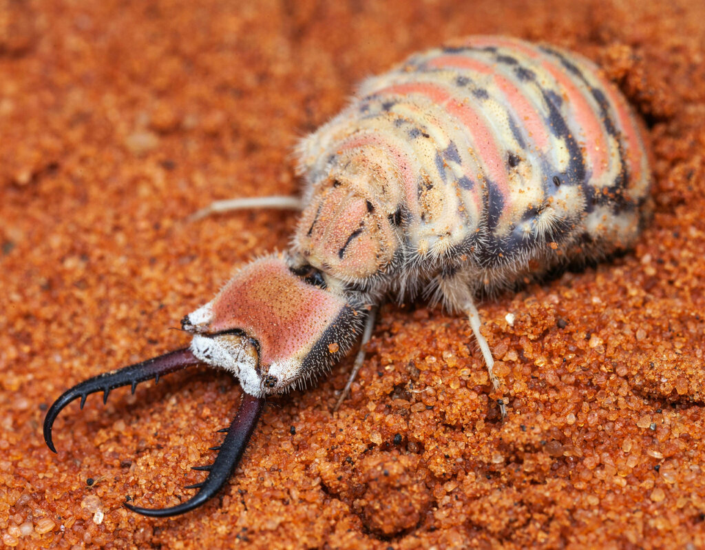 Giant Antlion from 190 km south of Mariental on M29 road, Namibia on ...