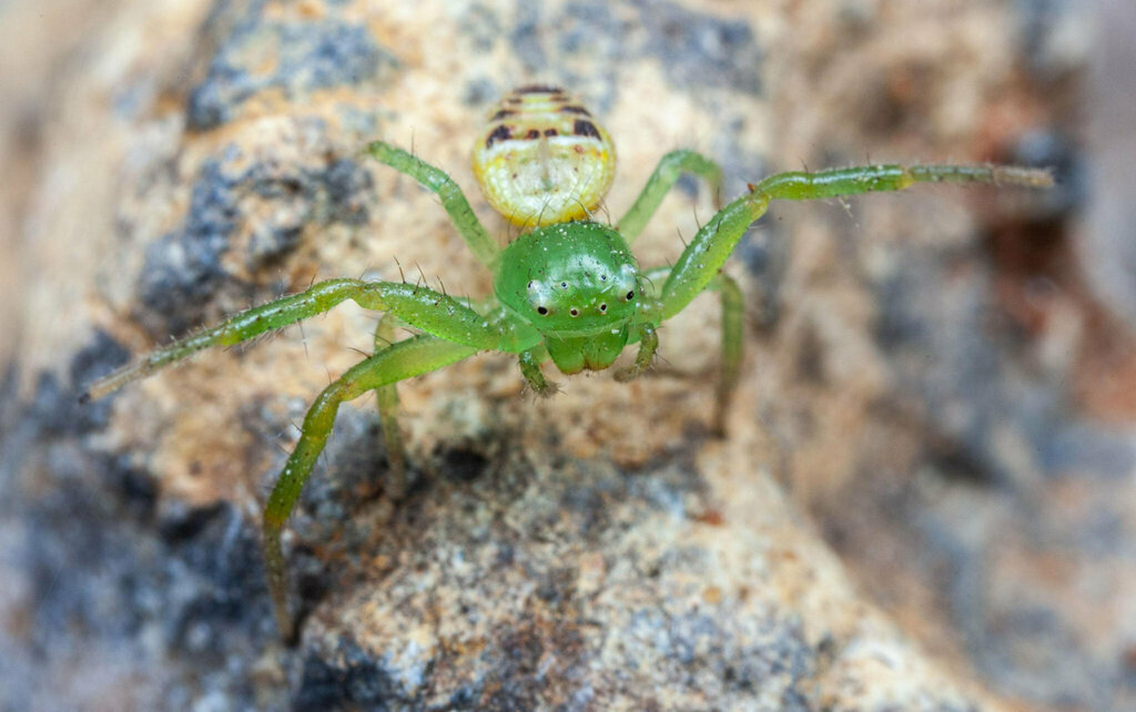 Pelargonium Flower-spiders from 190 km south of Mariental on M29 road ...
