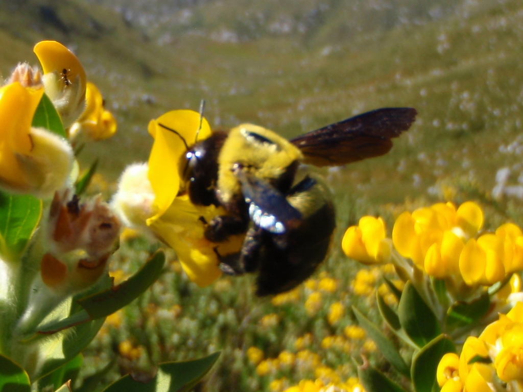 Double-banded Carpenter Bee from Kurktrekker/Boegoekloof, Jonkershoek ...