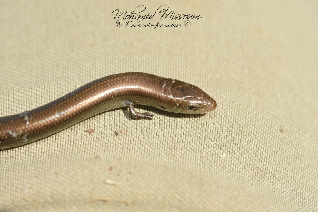 Algerian Three-toed Skink from Akerrou, Algeria on July 29, 2022 at 07: ...