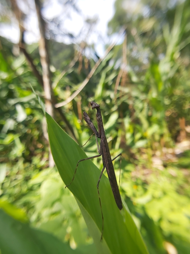 Statilia from 236台灣新北市土城區清化里 on November 15, 2022 at 12:05 PM by ...