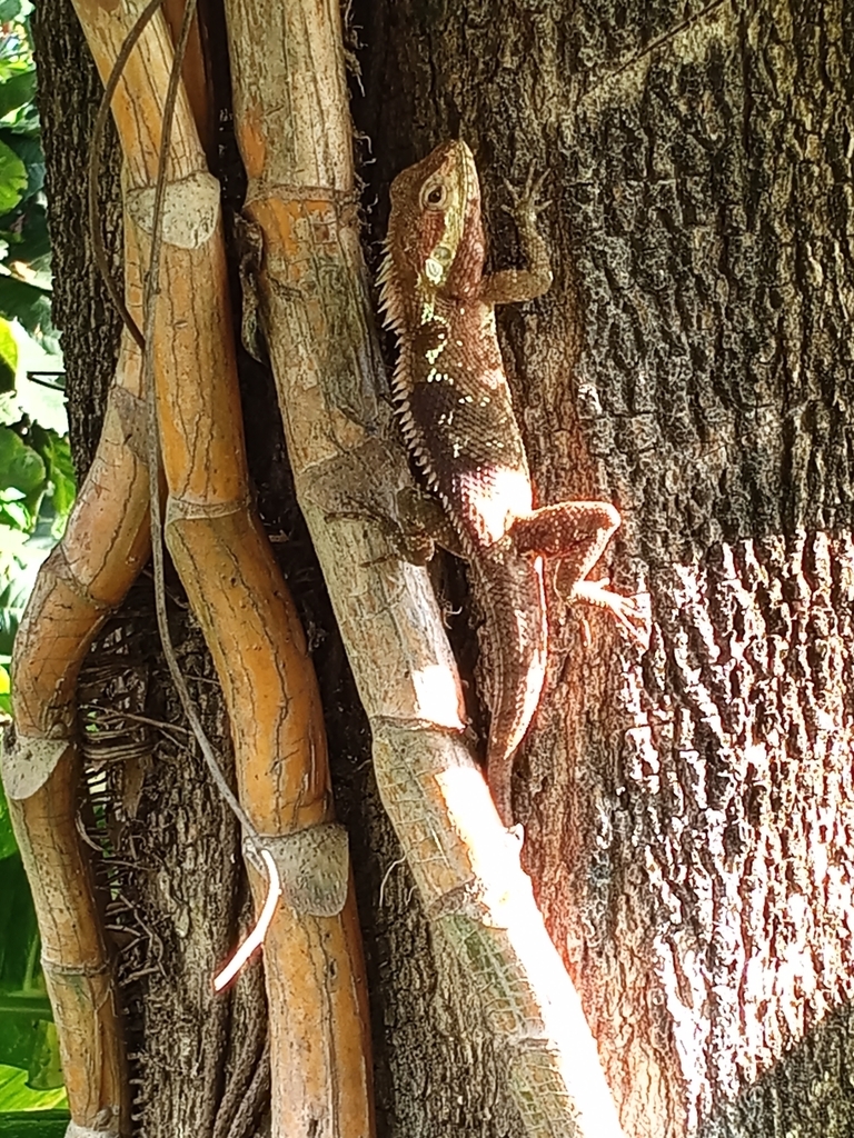 Siamese Blue Crested Lizard from Non Sila, Sahatsakhan District ...