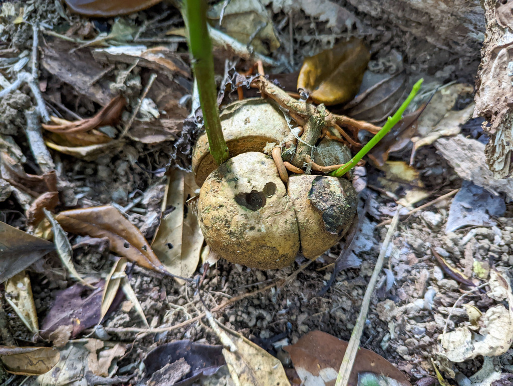 Idiotfruit (Idiospermum australiense) - Botanical Realm