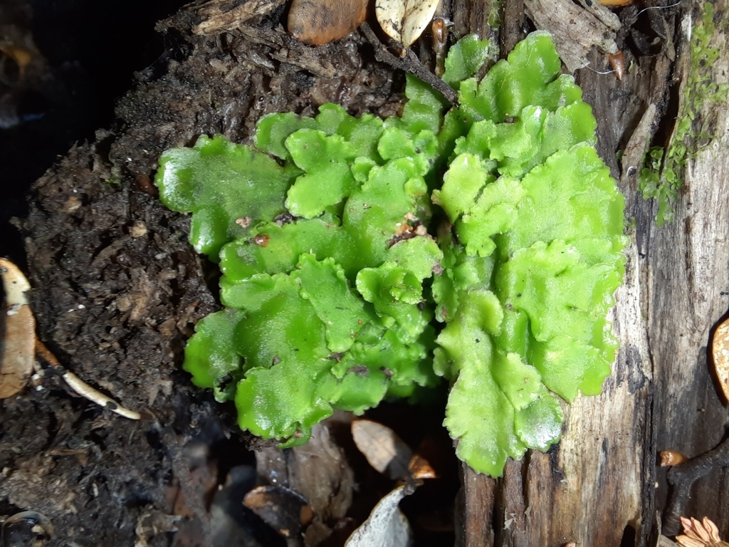 Monoclea forsteri from Oxford Forest Conservation Area, NZ-CA-WR, NZ-CA ...