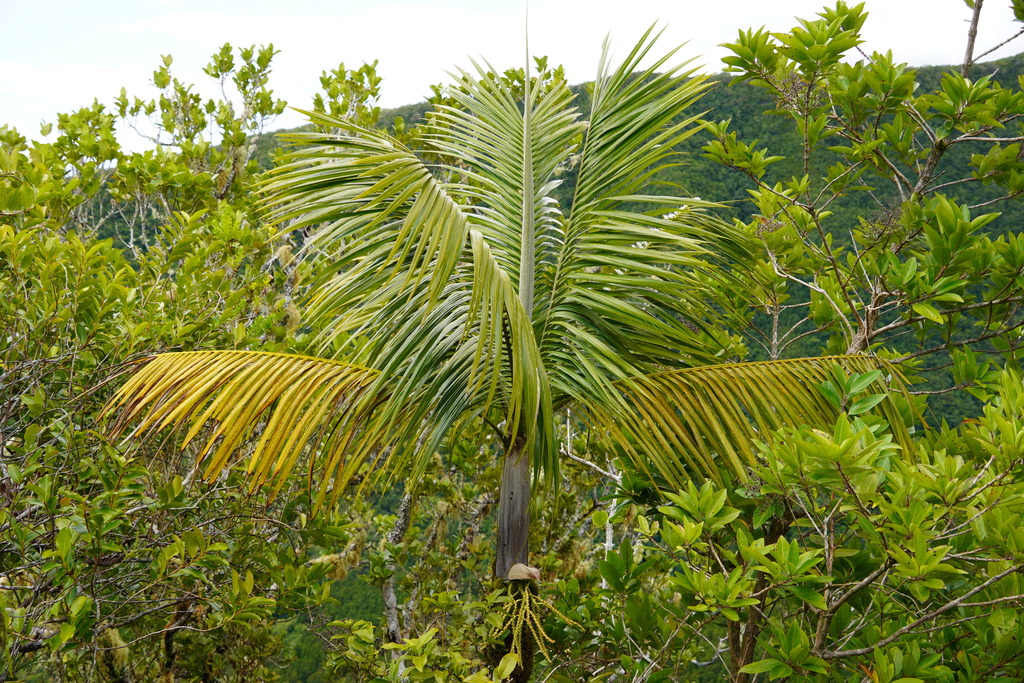 Acanthophoenix crinita from Saint-Philippe 97442, La Réunion on October ...